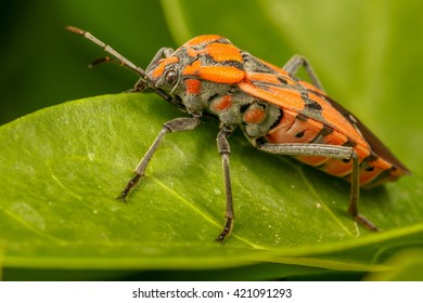 Spiny Leaf Rolling Weevils Mating Paroplapoderus Stock Photo 413245168 ...