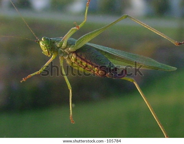 Bug On Windshield Stock Photo 105784 | Shutterstock