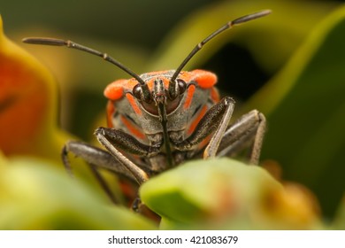 Stock Photo and Image Portfolio by Amanda Blom Photography | Shutterstock