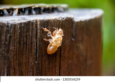 Bug That Left His Empty Shell Stock Photo 1303554259 | Shutterstock