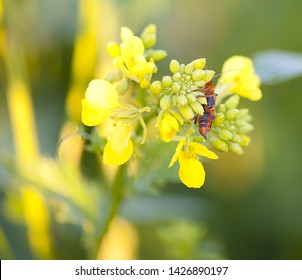204 Fireman Beetle Images, Stock Photos & Vectors | Shutterstock