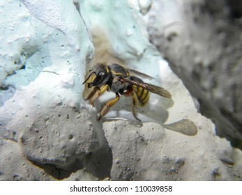 224 Builder bee Images, Stock Photos & Vectors | Shutterstock