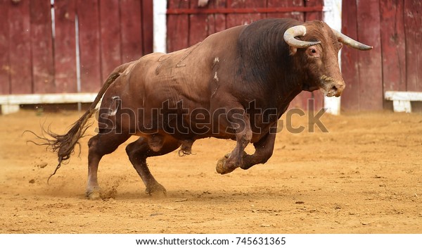 Bull Stock Photo 745631365 | Shutterstock
