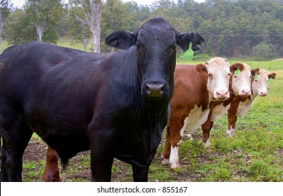 Bull Cows Stock Photo 855167 | Shutterstock