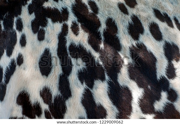 Bull Skin Pattern Stock Photo 1229009062 | Shutterstock