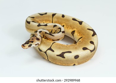 58 Bumble bee python Images, Stock Photos & Vectors | Shutterstock