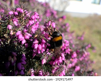 1,850 Heather with bees Images, Stock Photos & Vectors | Shutterstock
