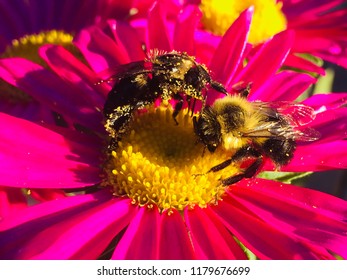 Bumble Bee High Five Stock Photo 1179676699 | Shutterstock