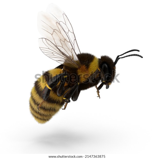 5,253 4 Wings Insects Images, Stock Photos & Vectors | Shutterstock