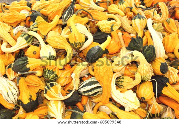 Bumpy Crookneck Squash Pile Stock Photo (Edit Now) 605099348