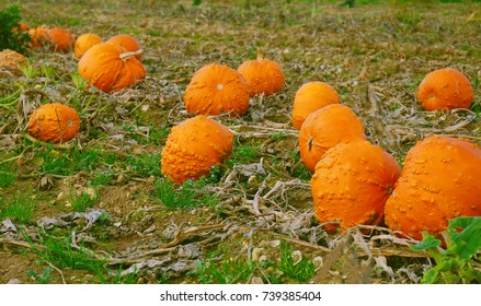 Bumpy Pumpkins Field Stock Photo 739385404 | Shutterstock