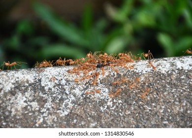 1,381 Bunch Of Ants Images, Stock Photos & Vectors | Shutterstock