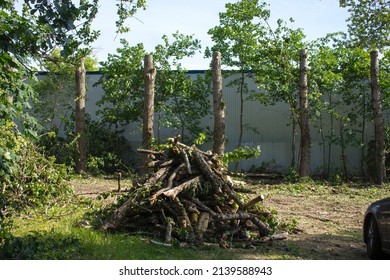 2,313 Cut poplar tree Images, Stock Photos & Vectors | Shutterstock