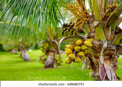 246 Dwarf coconut tree Stock Photos, Images & Photography | Shutterstock