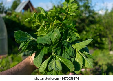 Bunch Different Types Mint Hand Stock Photo 1473059174 | Shutterstock