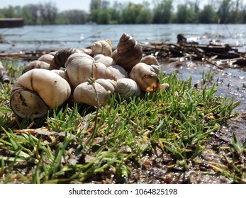 Bunch Empty Shells River Snail On Stock Photo 1064825198 | Shutterstock
