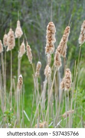 2,272 Bullrush Images, Stock Photos & Vectors | Shutterstock
