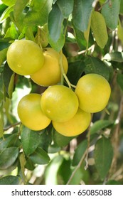 Bunch Grapefruit Stock Photo 65085088 | Shutterstock