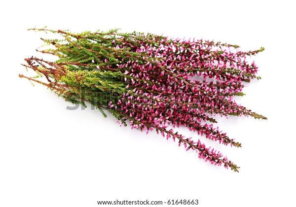 Bunch Heather On White Background Flowers Stock Photo 61648663 ...
