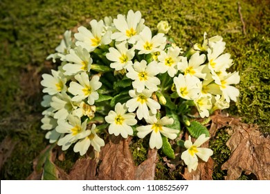 goodcat's Portfolio on Shutterstock