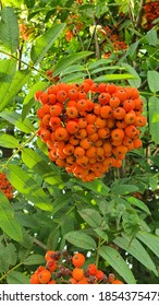 Стоковая фотография 1479646244: Very Beautiful Red Rowanberryberries ...