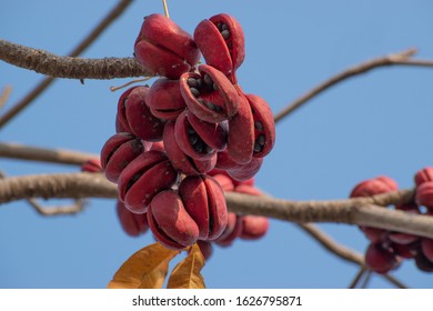 308 Java olive Images, Stock Photos & Vectors | Shutterstock