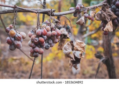 1,547 Withered vine Images, Stock Photos & Vectors | Shutterstock