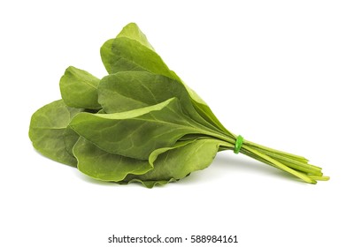 2,191 Palak leaf Images, Stock Photos & Vectors | Shutterstock