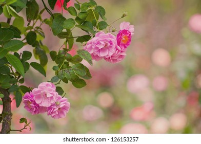 648 Rose Shamrock Images, Stock Photos & Vectors | Shutterstock