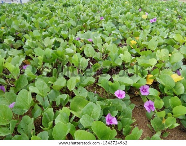 Bunga Pantai Pasir Stock Photo 1343724962 | Shutterstock