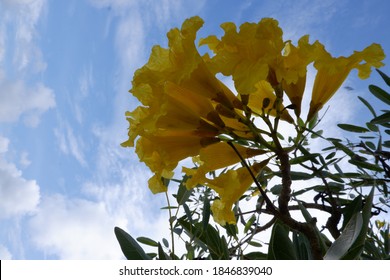 179 Bunga terompet Images, Stock Photos & Vectors | Shutterstock