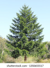 96 Bunya Pine Images, Stock Photos & Vectors | Shutterstock
