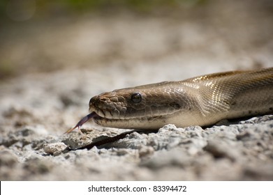 107 Burmese Pythons Florida Everglades Images, Stock Photos & Vectors ...