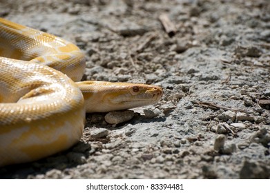 129 Burmese Python Florida Images, Stock Photos & Vectors | Shutterstock