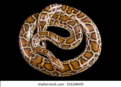 1,475 Molurus Python Images, Stock Photos & Vectors | Shutterstock