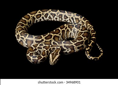 3,245 imágenes de Python burmese - Imágenes, fotos y vectores de stock ...