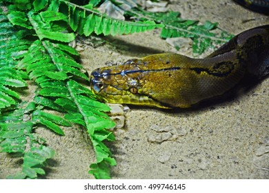 Burmese Python Nonvenomous Snakes Stock Photo 499746145 | Shutterstock