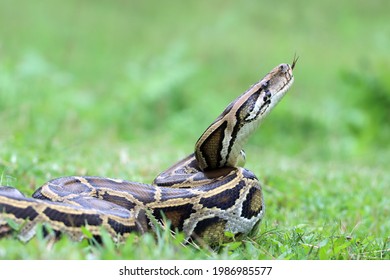 Burmese Python One Largest Species Snakes Stock Photo 1986985577 ...