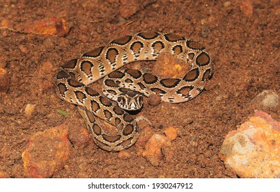 31 Western cottonmouth Images, Stock Photos & Vectors | Shutterstock