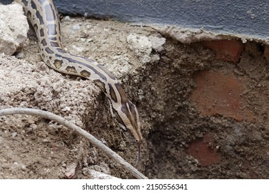 29,499 Slithering Images, Stock Photos & Vectors | Shutterstock