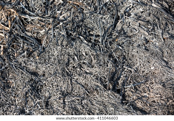 Burned Grass Texture Stock Photo 411046603 | Shutterstock