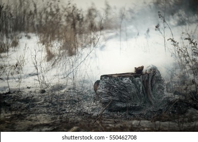 Burning Stack Paper Campfire Stock Photo 550462708 | Shutterstock