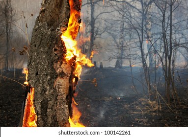 Burning Tree Stock Photo 100142261 | Shutterstock