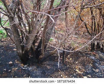 303 Veld fire Images, Stock Photos & Vectors | Shutterstock