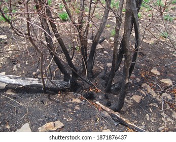 303 Veld fire Images, Stock Photos & Vectors | Shutterstock