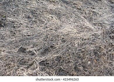 Burnt Grass Texture Stock Photo 415496263 | Shutterstock