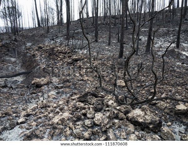 Burnt Trees After Forest Fire Stock Photo (Edit Now) 111870608