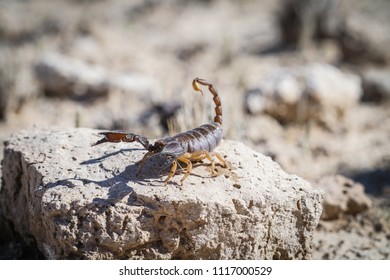 375 Burrowing scorpion Images, Stock Photos & Vectors | Shutterstock