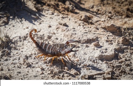375 Burrowing scorpion Images, Stock Photos & Vectors | Shutterstock