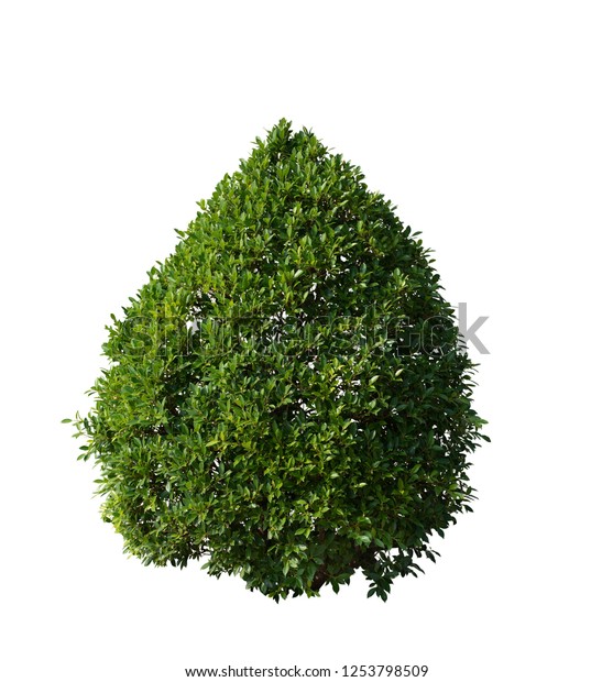 Bush Isolated On White Backgroundobjects Clipping Stock Photo ...